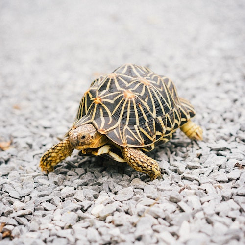 5 Reasons Why Going Viral is Bad for Your Business