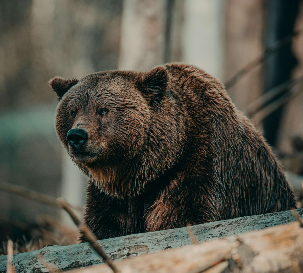 Fancy Bear exploits Outlook and WinRAR flaws