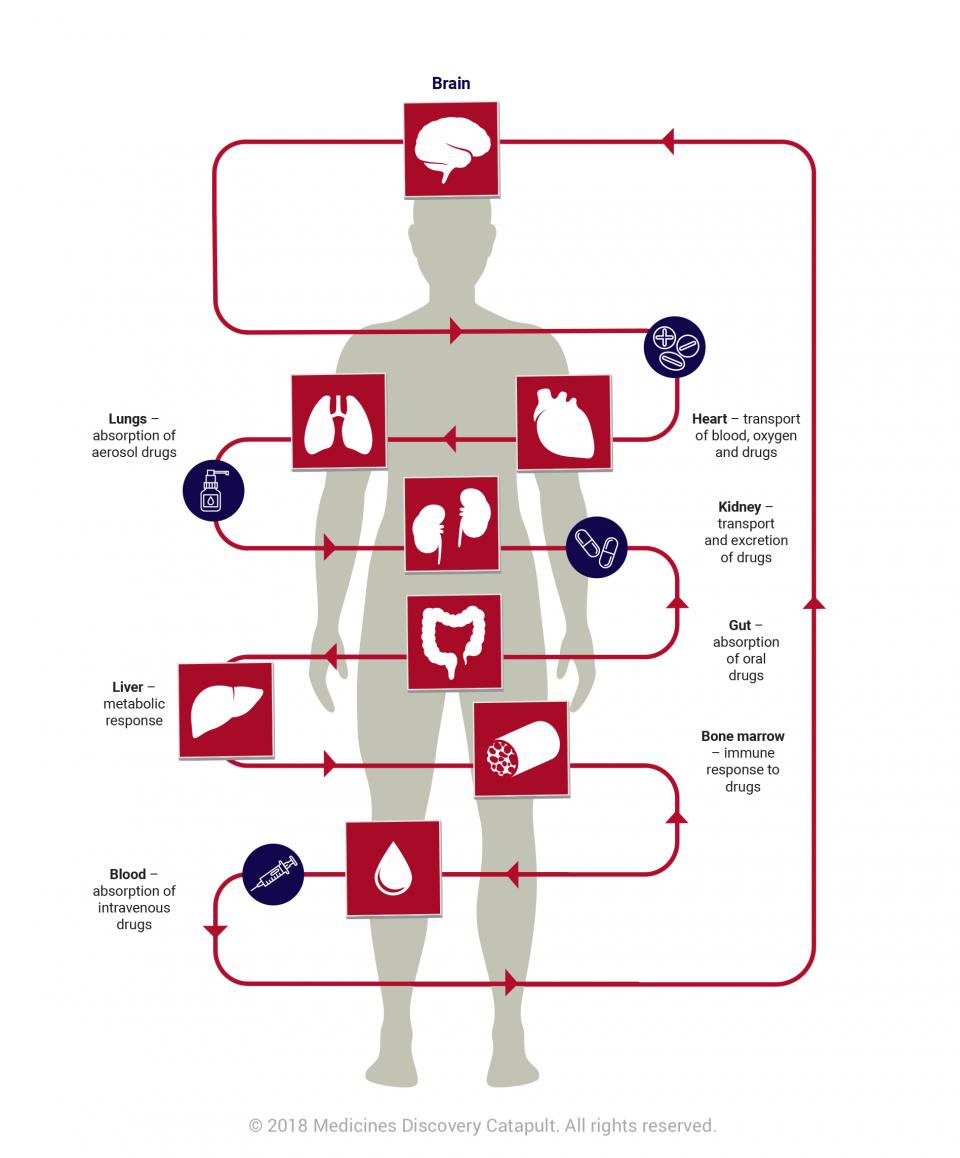 Cyber organs: Unlocking pharmacology secrets