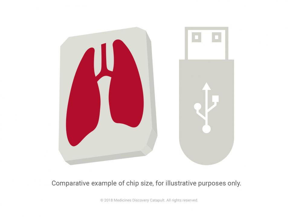 Cyber organs: Unlocking pharmacology secrets